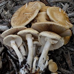 Sepon sieniopas - Kesäpiennarsieni - Agrocybe praecox