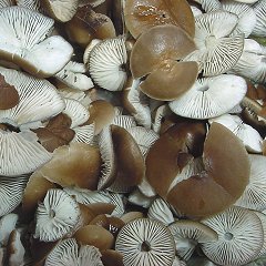 Sepon sieniopas - Kuusenkäpynahikas - Strobilurus esculentus